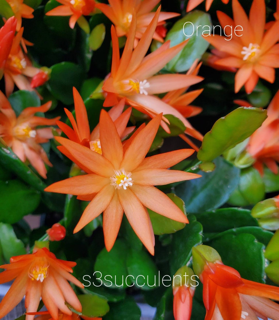 Easter Cactus Pink, White, Orange, Red Live Plant Rooted Rhipsalidopsis ...