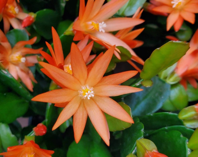 6 Pot of Rooted Easter Cactus, Spring Cactus, Rhipsalidopsis Hatiora ...