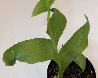 Fern Leaf Cactus | Etsy