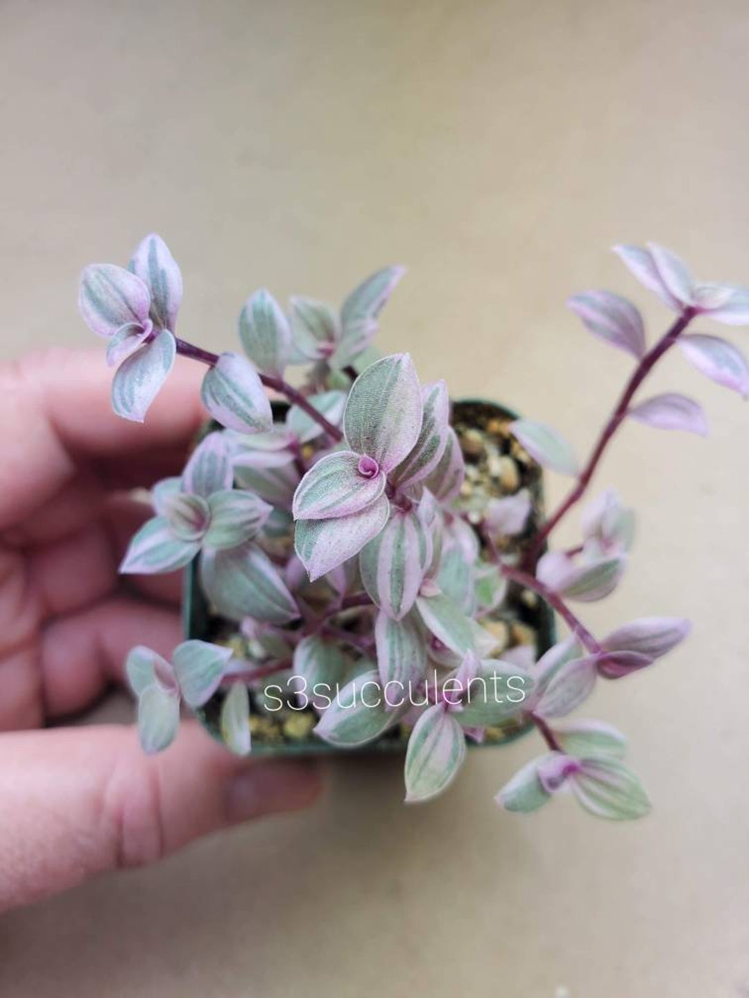 Callisia Repens 'pink Pather' - Etsy