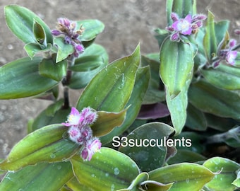 Tradescantia Red Gem Live Potted Houseplants - Etsy