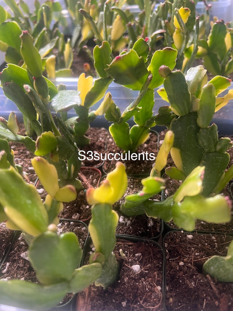 Variegated Schlumbergera christmas Cactus - Etsy