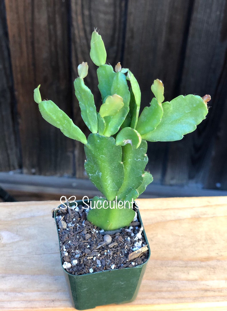 True Christmas Cactus - Etsy