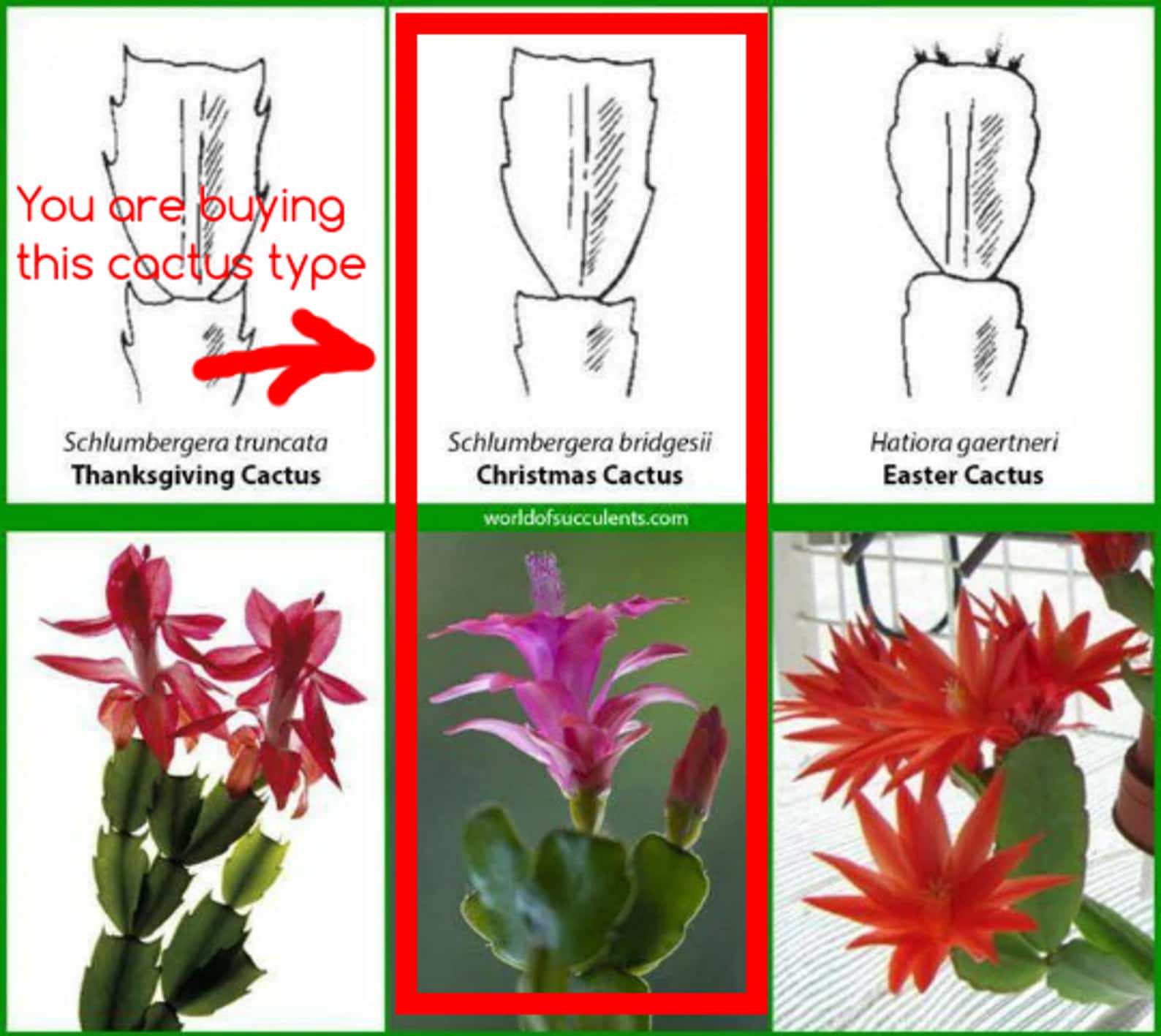 True Christmas Cactus - Etsy