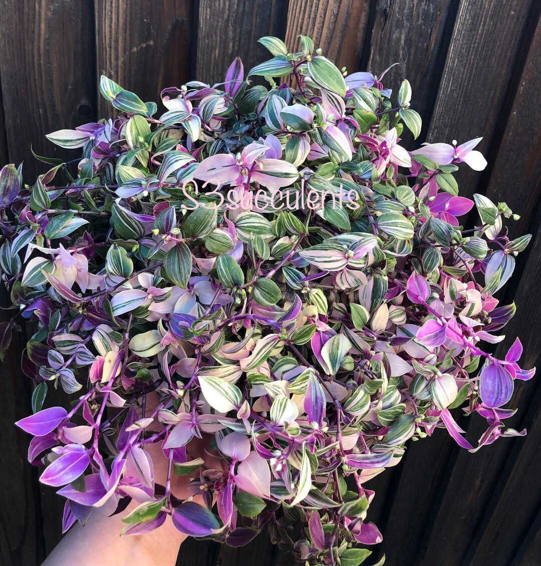 Tradescantia Albiflora Rainbow/ Pink Princess Aka Tricolor/ Rare House ...
