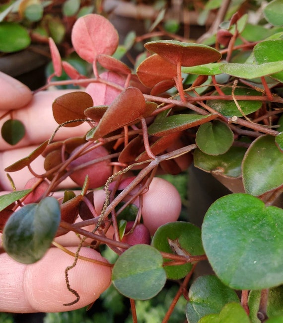 Ruby cascade cutting Plants Home & Living etna.com.pe