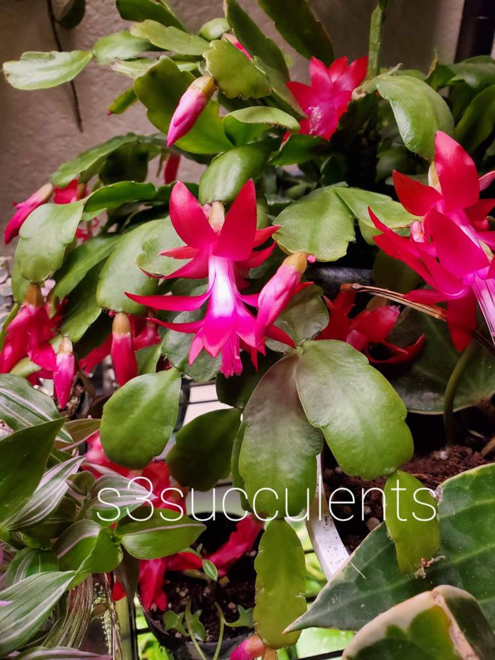 True Christmas Cactus - Etsy