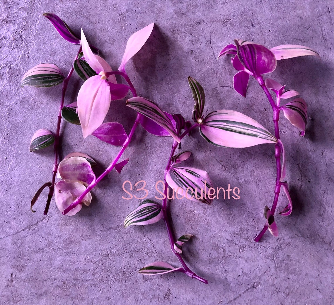 Tradescantia Albiflora Rainbow/ Pink Princess Aka Tricolor/ - Etsy