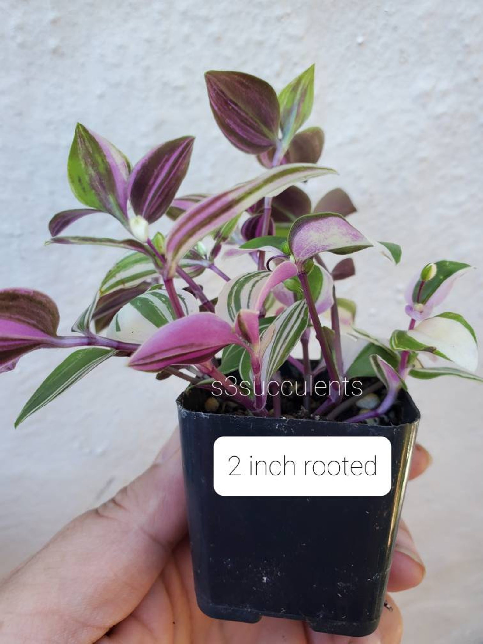 Tradescantia Albiflora Rainbow/ Pink Princess Aka Tricolor/ - Etsy