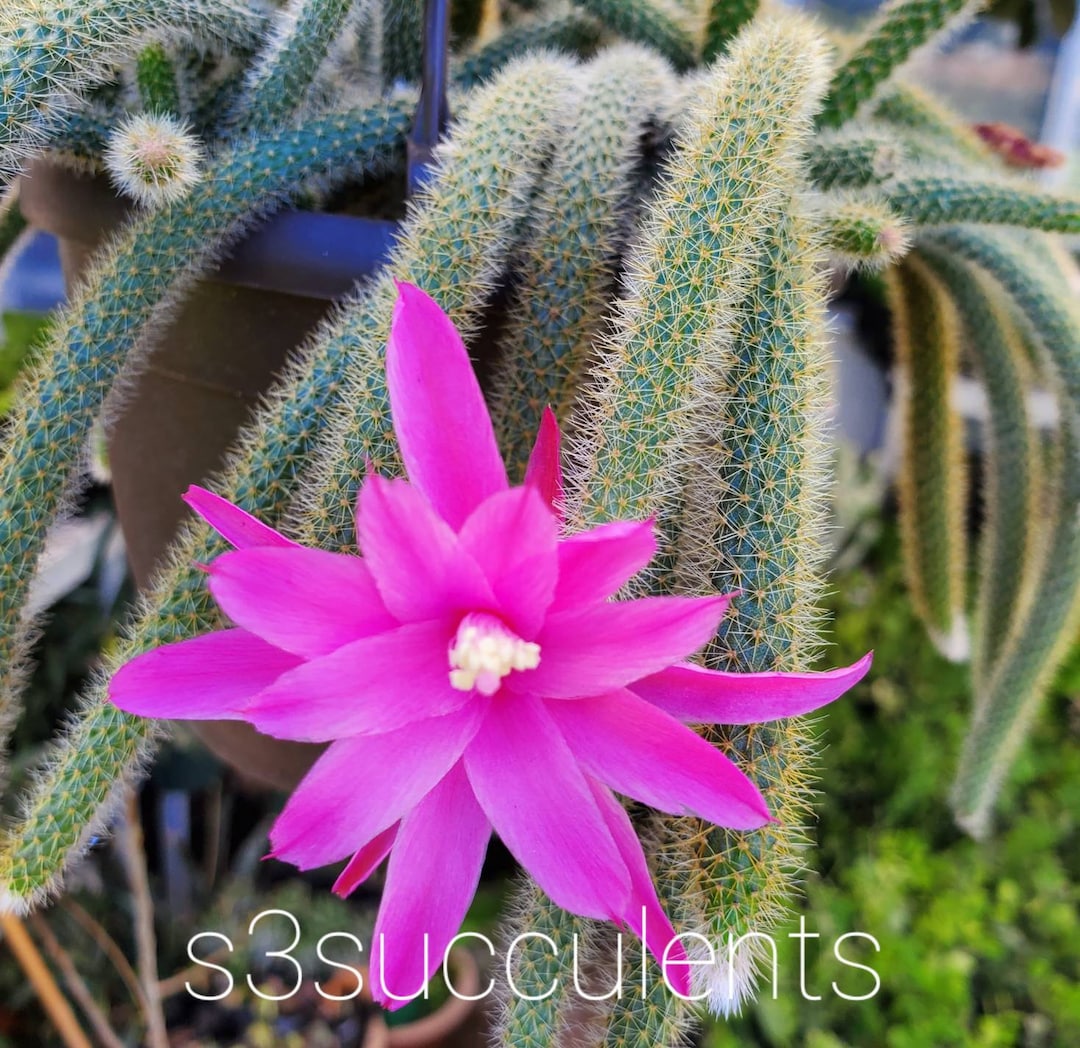 Rat Tail Cactus aporocactus Flagelliformis - Etsy