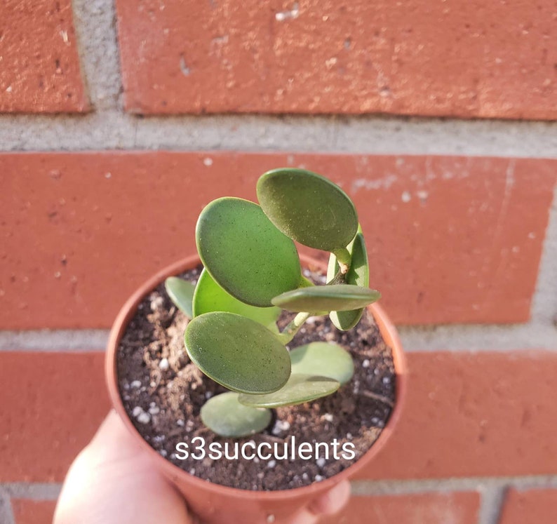 Silver Dollar Vine / String of Coins 'xerosicyos - Etsy