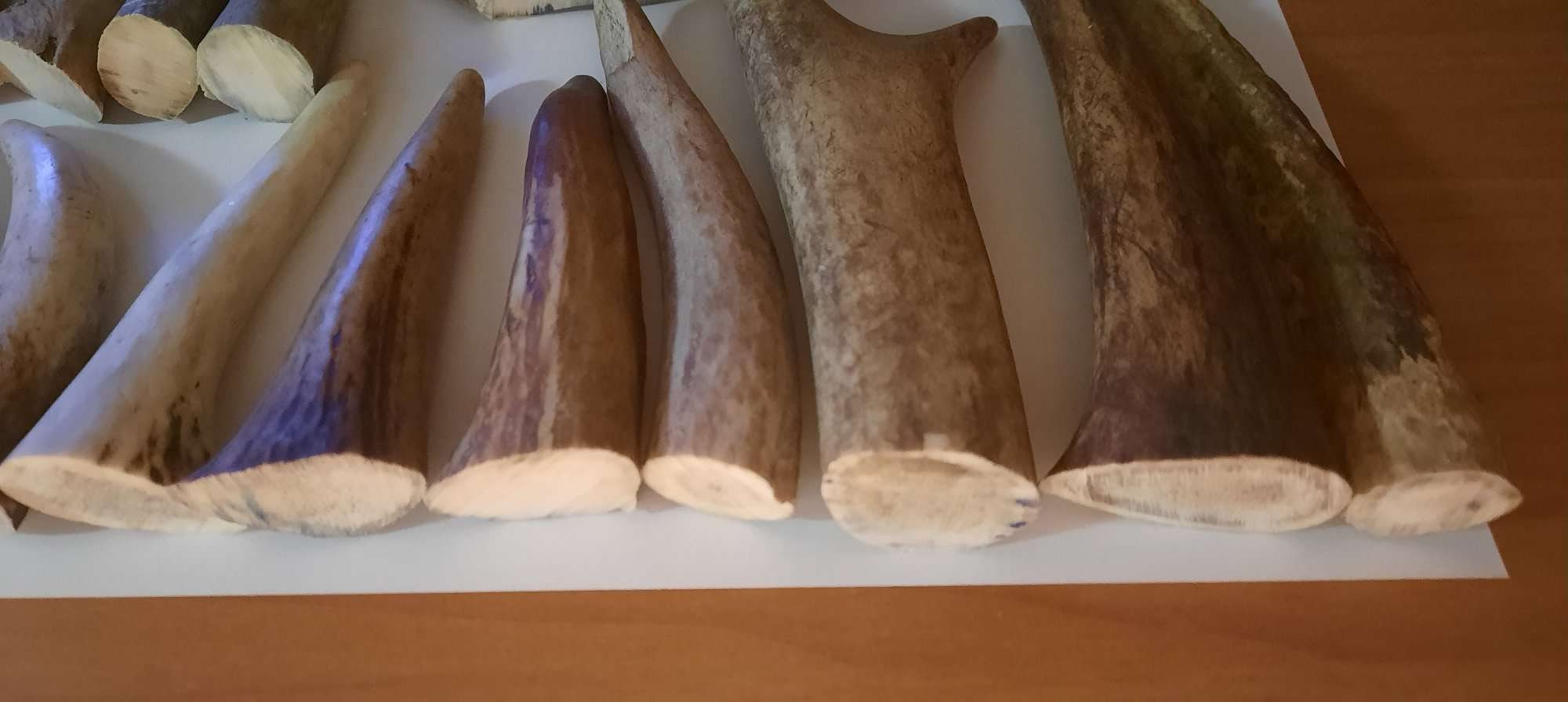 2r.elk Horn Blanks for Handicraftsdecorsmall Knifesnatural - Etsy