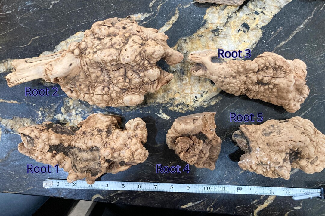 Manzanita Root Habitats for Carving Mounts – Natural Burls for Birds ...