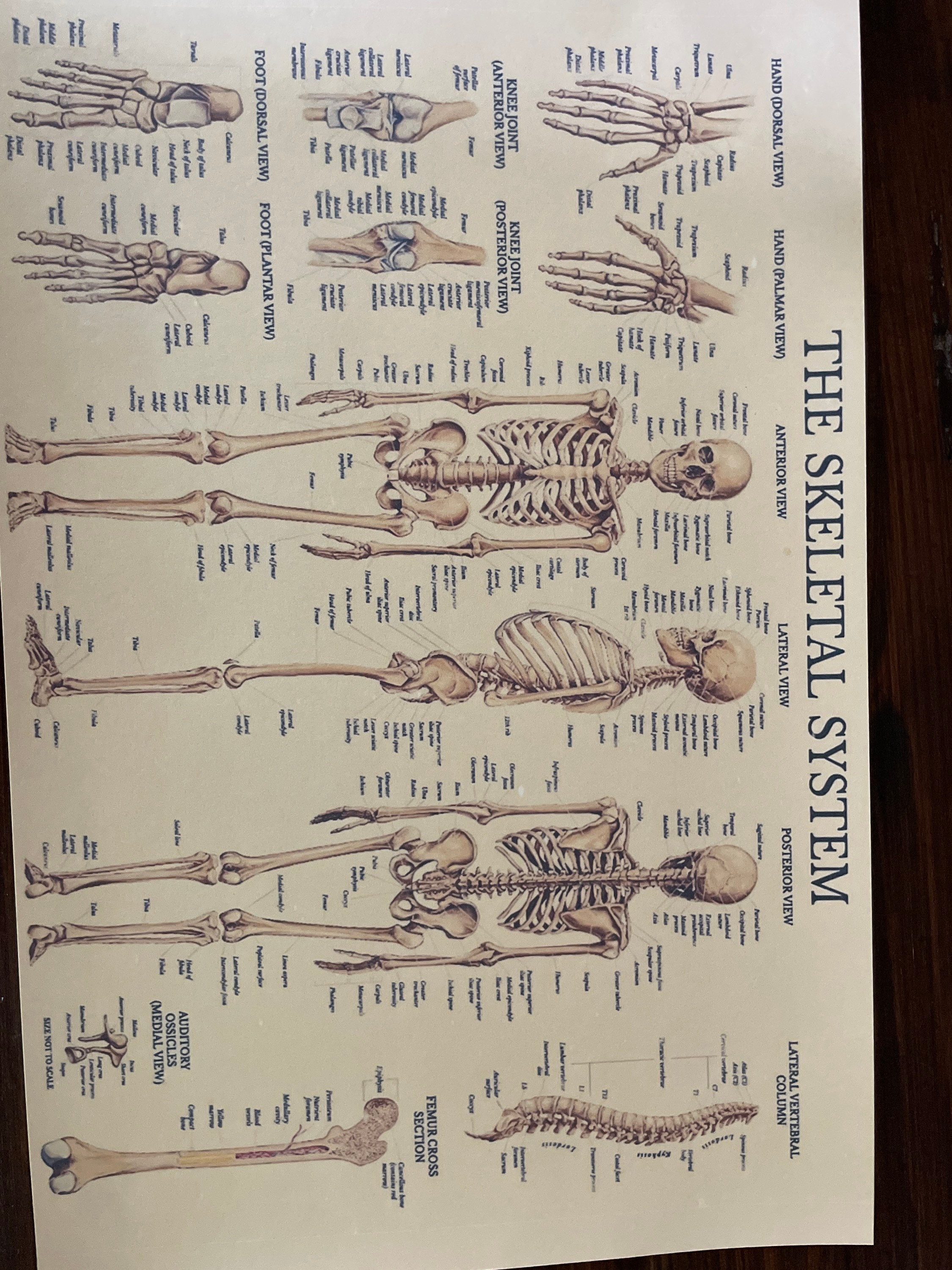 Antique Anatomy Print Skeleton Medical Oddities A9 - Etsy