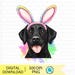 Easter Dog Png, Black Lab With Bunny Ears Png, Dog Sublimation Designs ...