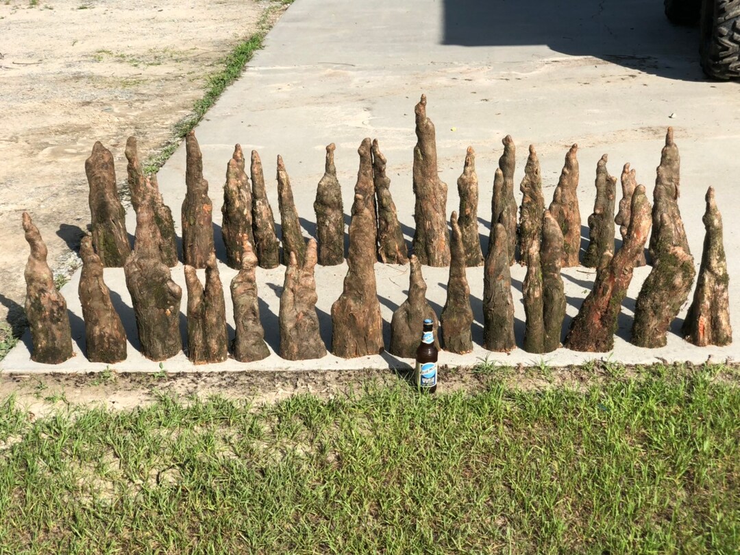 Cypress Knees - Etsy