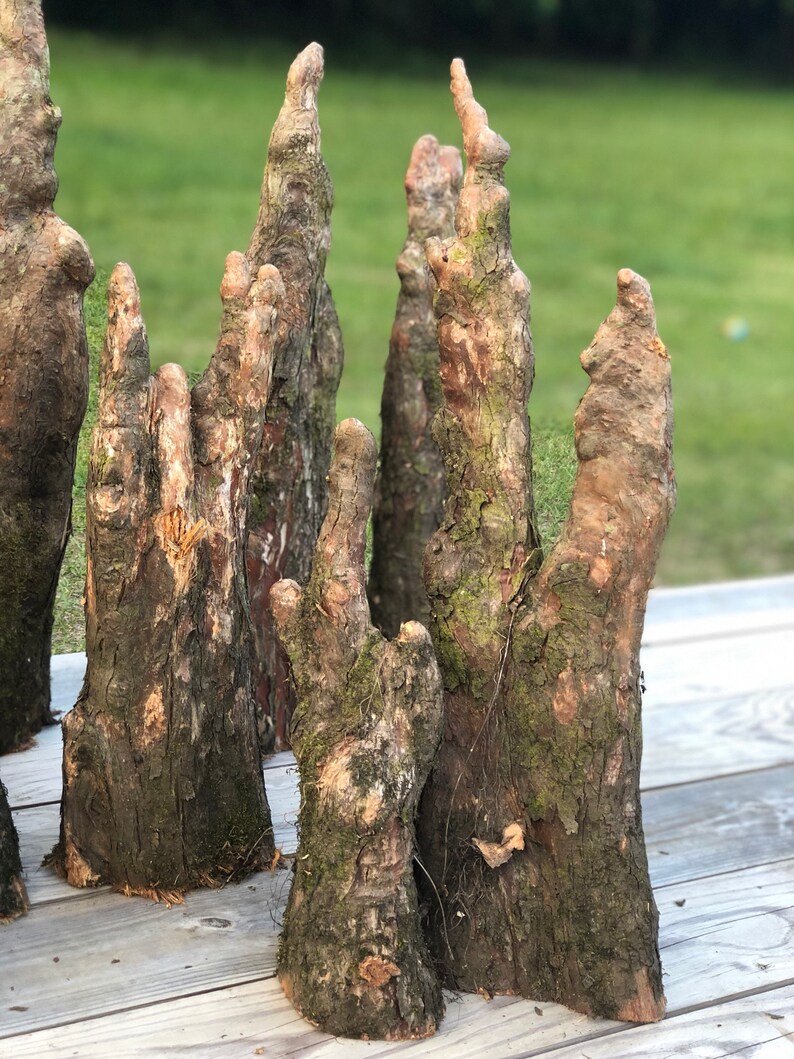 Cypress Knees - Etsy