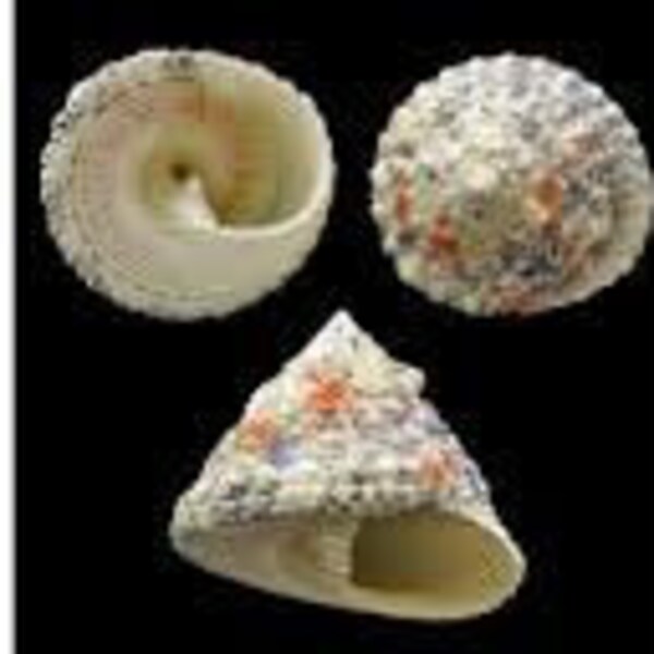 Trochus Shell - Etsy