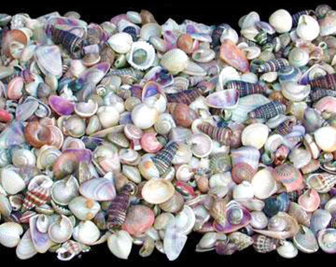 Bulk India Tiny Mix Seashells for Sailor Valentine Craft Wedding Floral Vase Filler Coastal ...