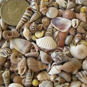Bulk India Tiny Mix Seashells for Sailor Valentine Craft Wedding Floral Vase Filler Coastal ...
