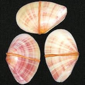 Bulk True Wedding Heart Cockle Seashell Wedding and Floral Terrarium ...