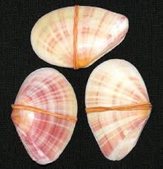 Bulk True Wedding Heart Cockle Seashell Wedding and Floral | Etsy