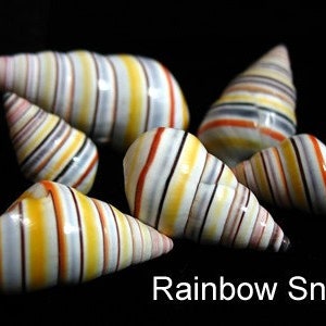 Bulk Haitian Tree Snail Shells (candy Snail Shells) Rainbow Hermit Crab ...