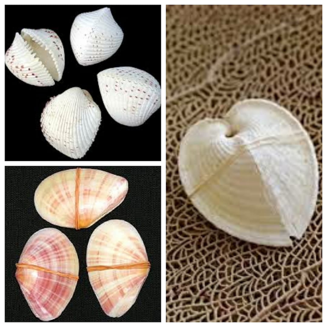 Bulk True Wedding Heart Cockle Seashell Wedding and Floral Terrarium ...