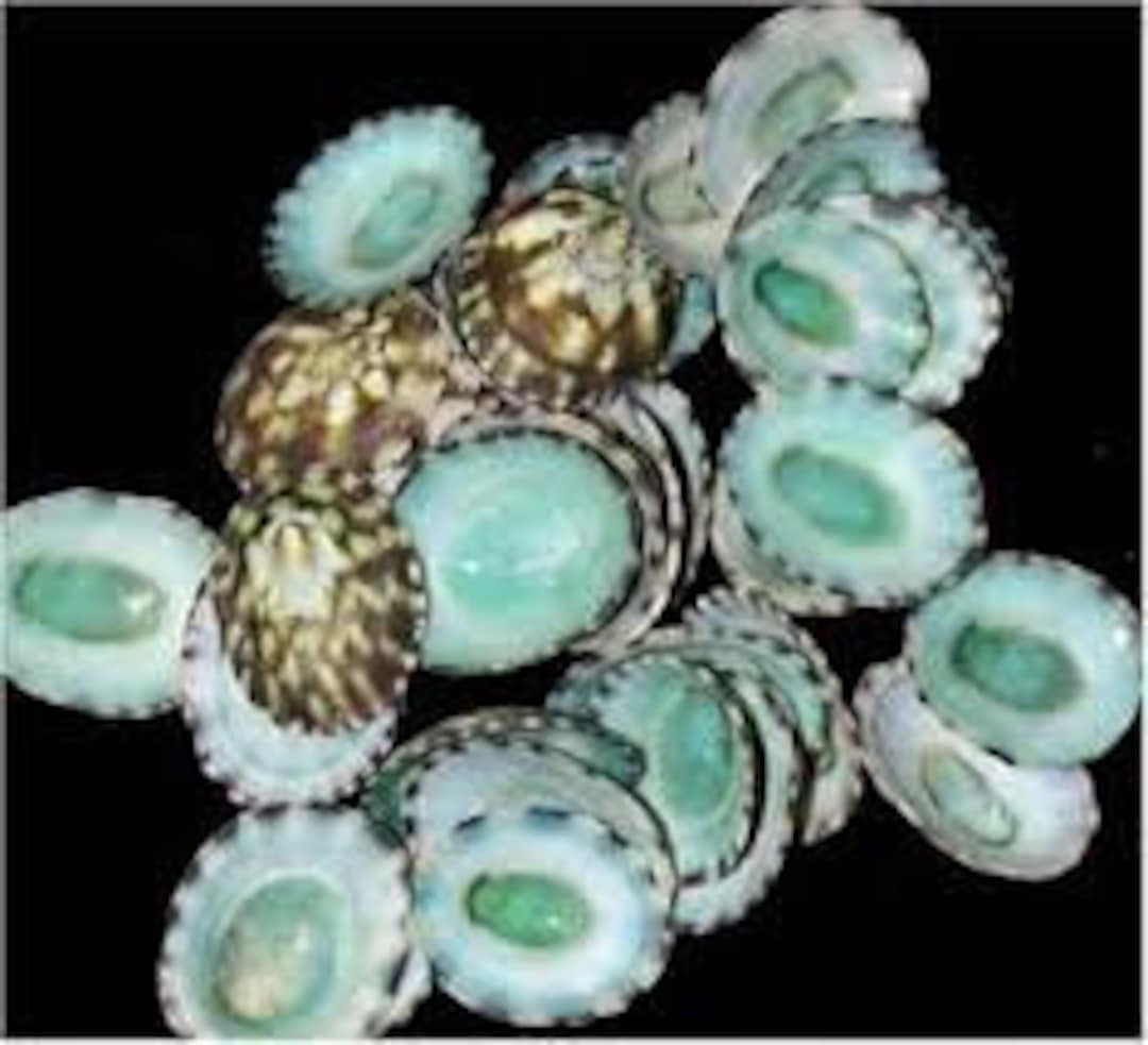 Bulk Green (aqua) Limpet Seashells Coastal Beach Wedding Decor and ...
