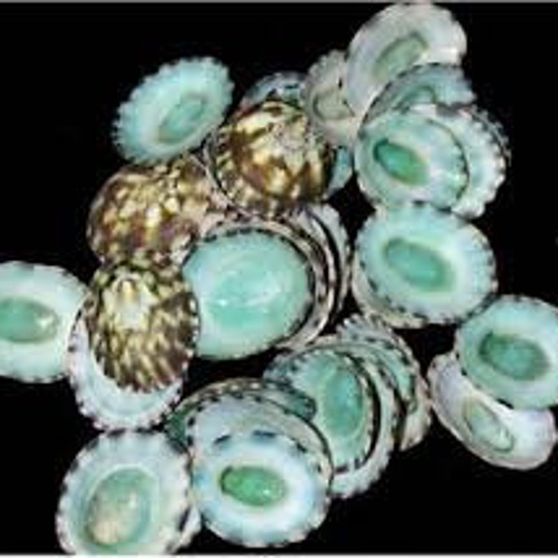 Green Seashells - Etsy