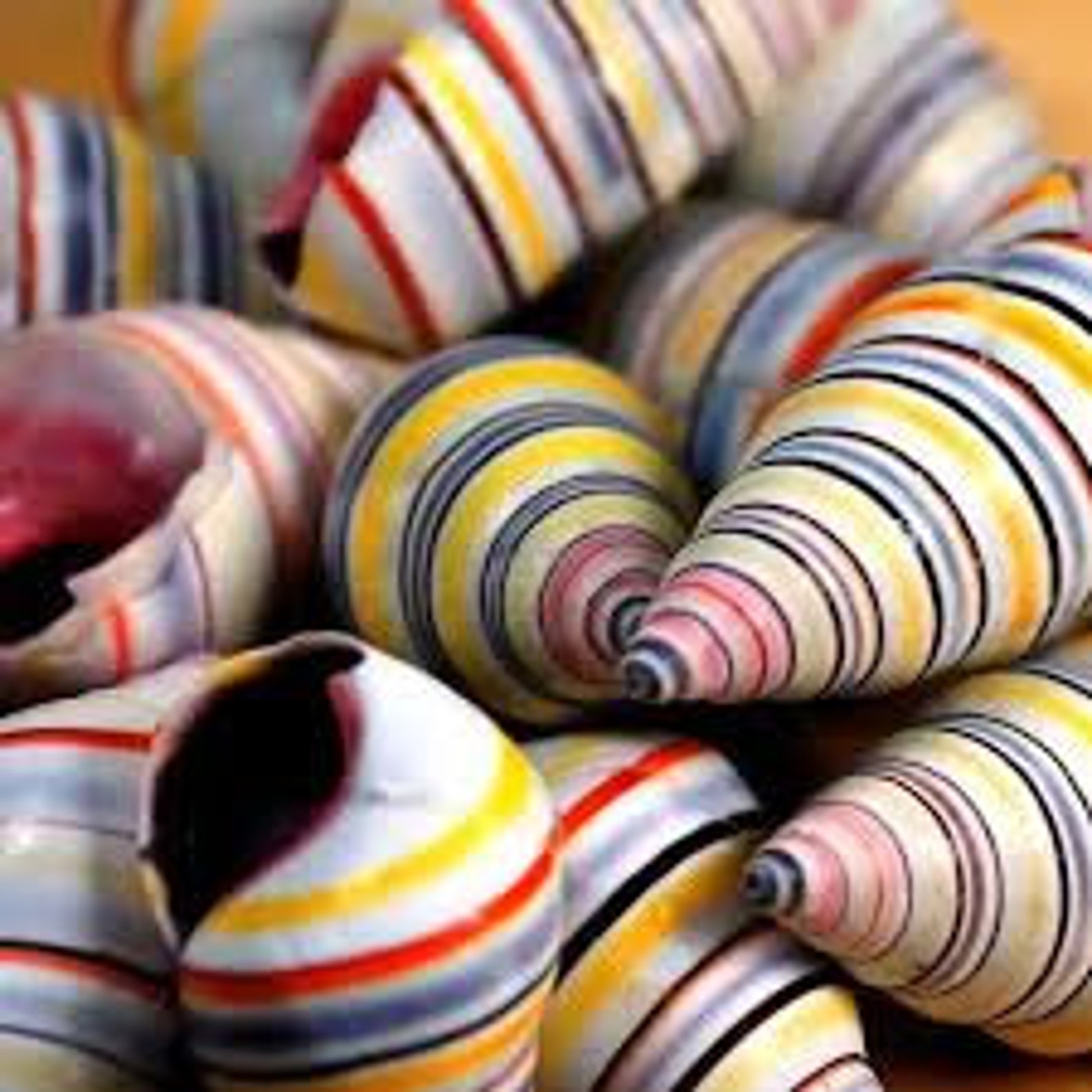 Bulk Haitian Tree Snail Shells candy Snail Shells Rainbow - Etsy