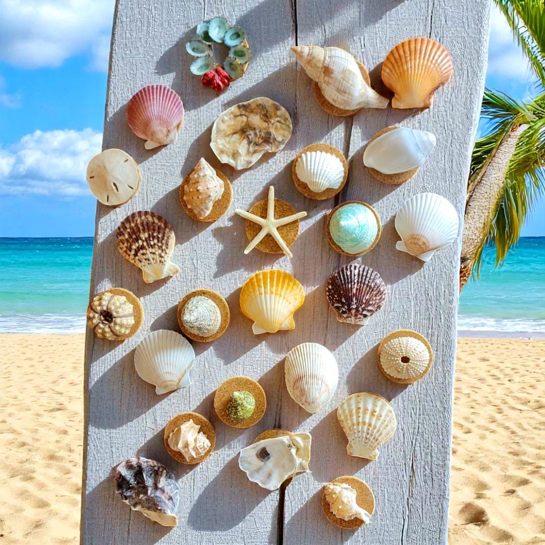 Seashell Kitchen Magnets for Office, Memo Boards, Cruises, Lockers ...