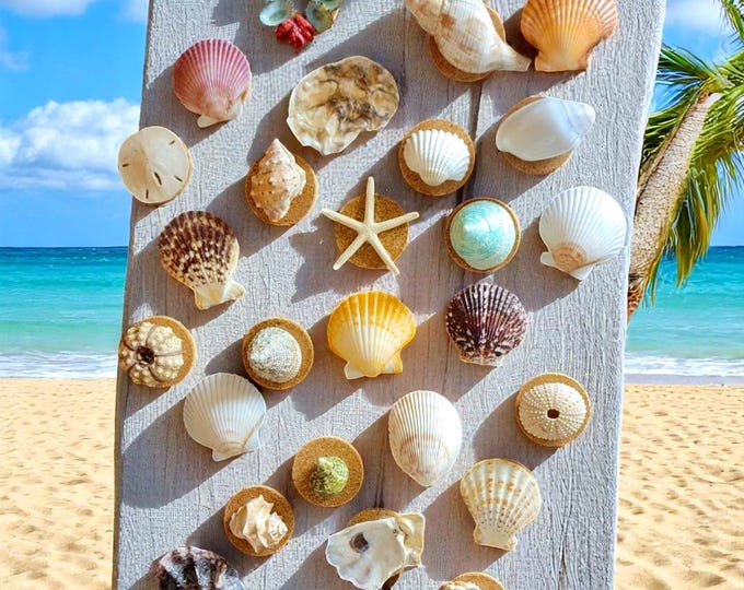 Seashell Magnets, Shell Decorations, Souvenirs, Gifts, Beach Decor ...