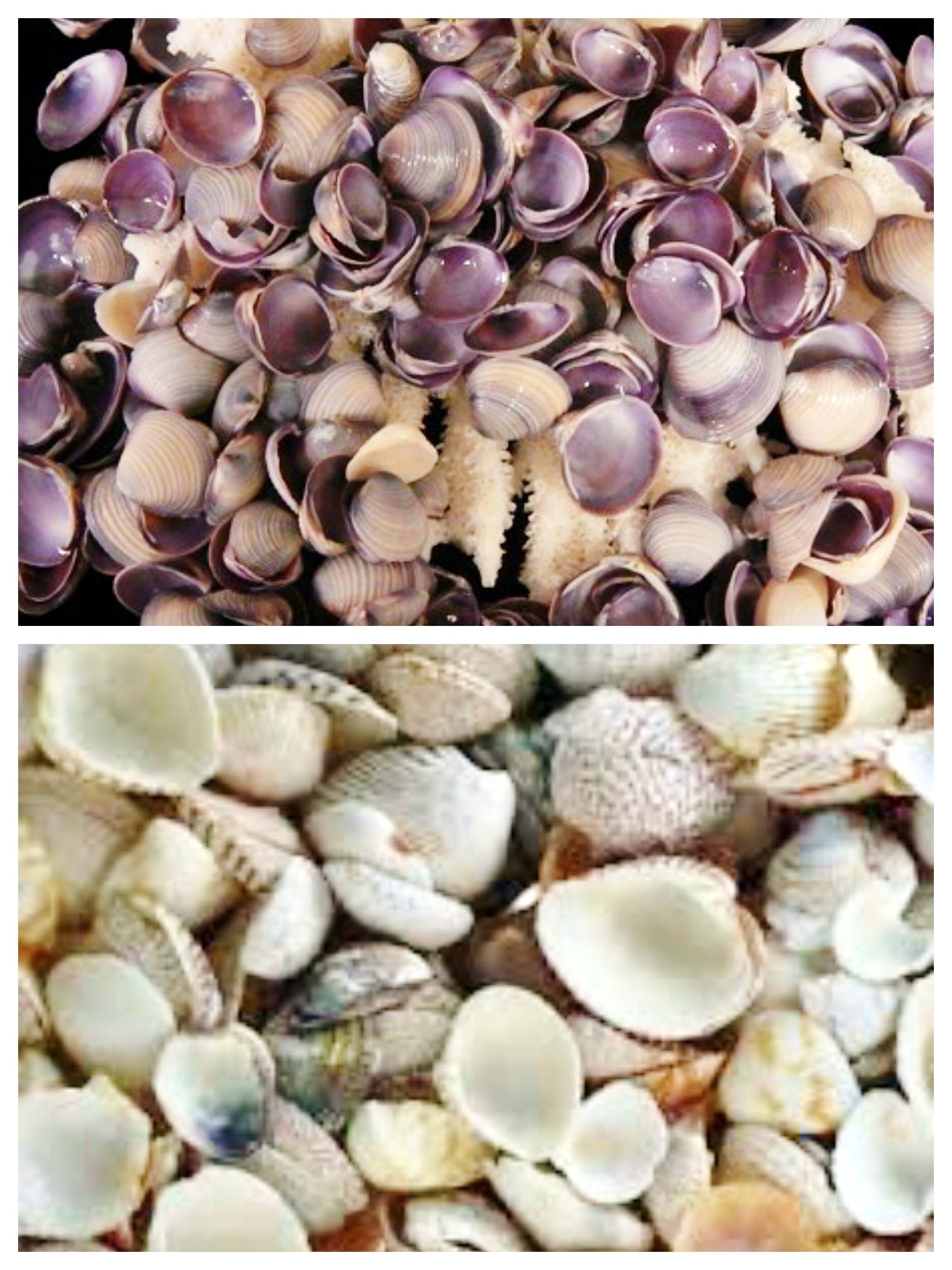 Violet Purple or Venus White Clam BULK Seashells Craft Sailor Valentine ...