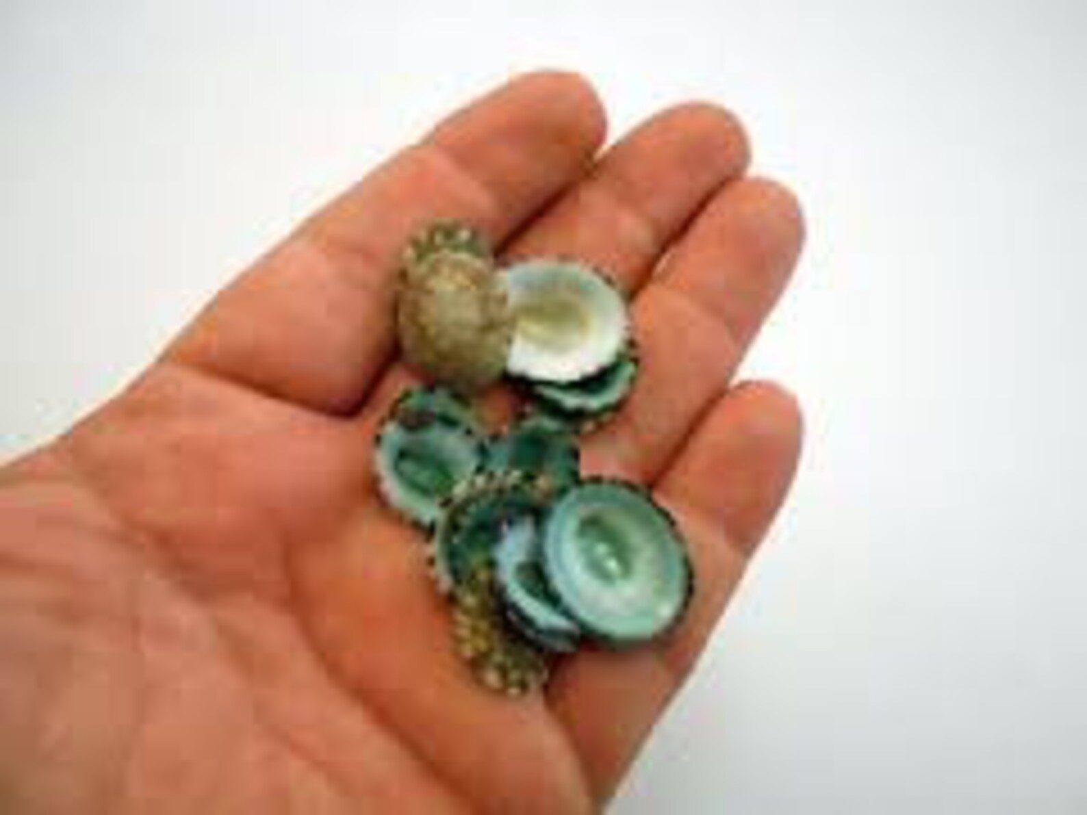 Bulk Green (aqua) Limpet Seashells Coastal Beach Wedding Decor and ...