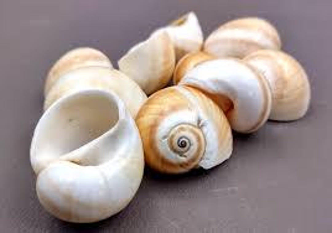 Shark Eye Sea Shells Multi Sizes Moon Shells 1/2"-1" for Crafting Decor ...