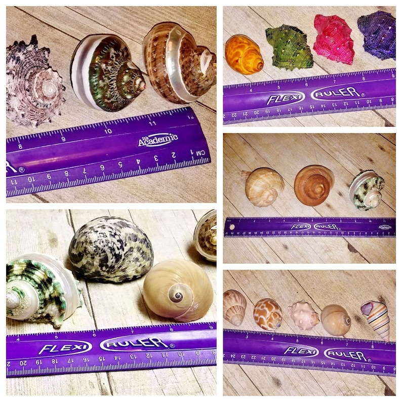 Assorted Shell Sets for HERMIT CRAB Pets Turbo Shells | Etsy