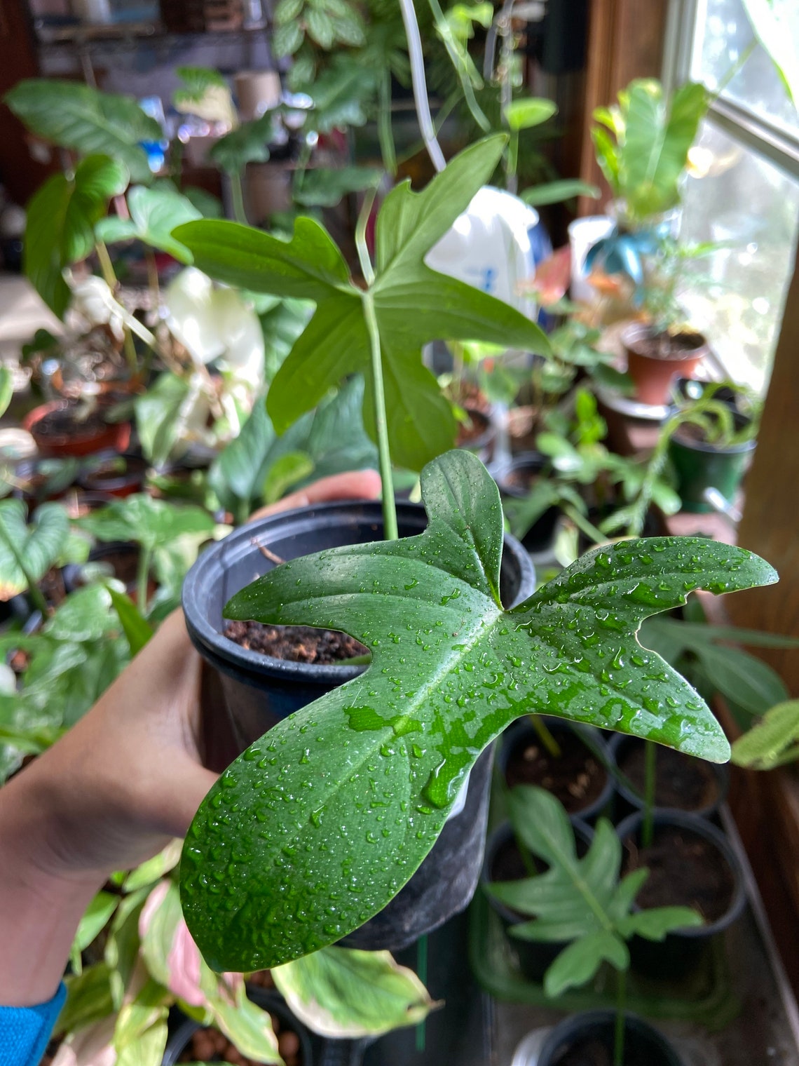 Philodendron Pedatum Reindeer Vine | Etsy