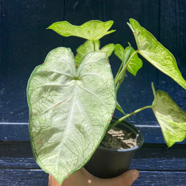 Caladium - Etsy