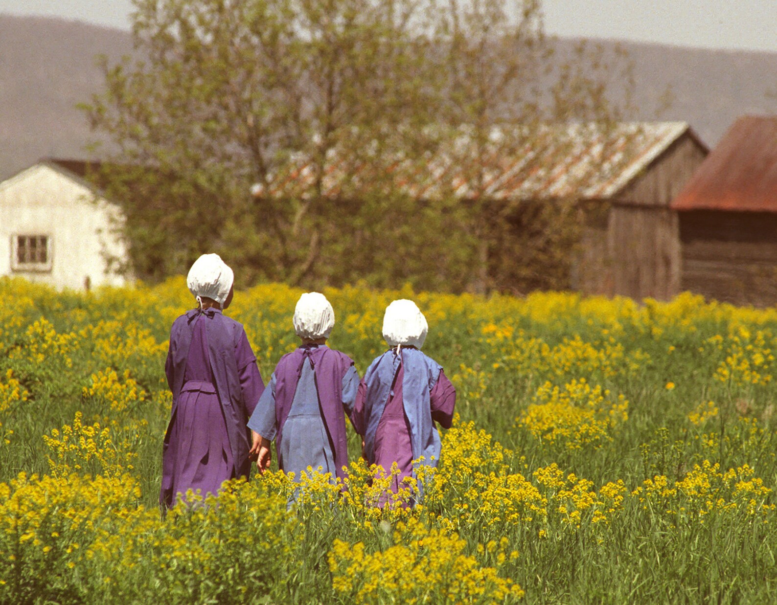 Amish Photography, three Sisters Amish Print, Art Print, Fine Art ...