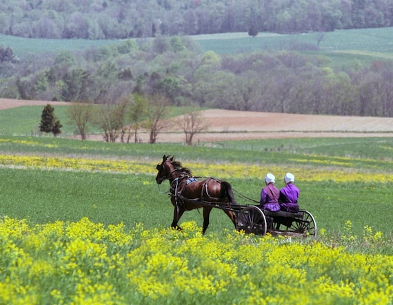 Amish Photography emma and Sarah Amish Print Fine Art | Etsy