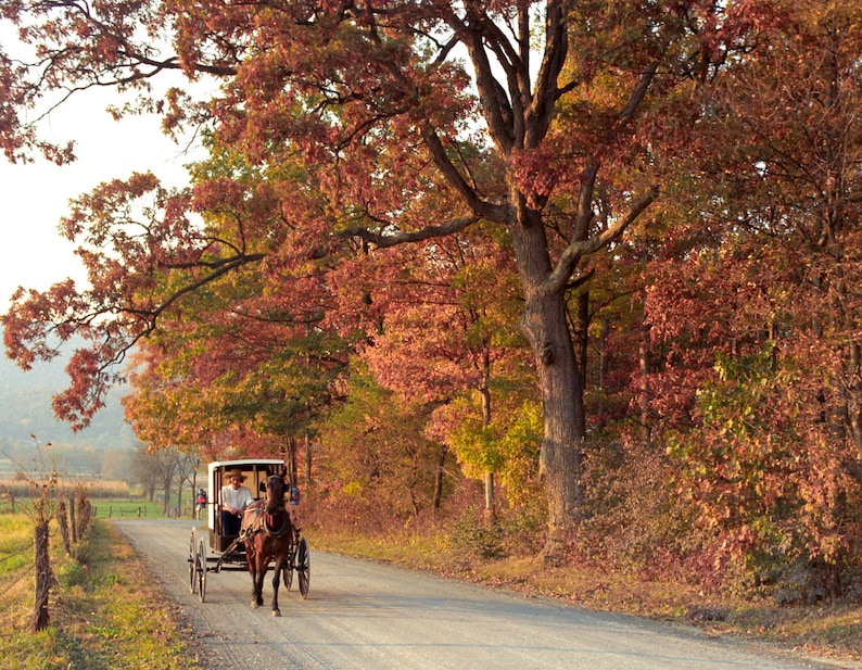 Amish Photography, “framed in Foliage” Amish Print, Fine Art Print ...