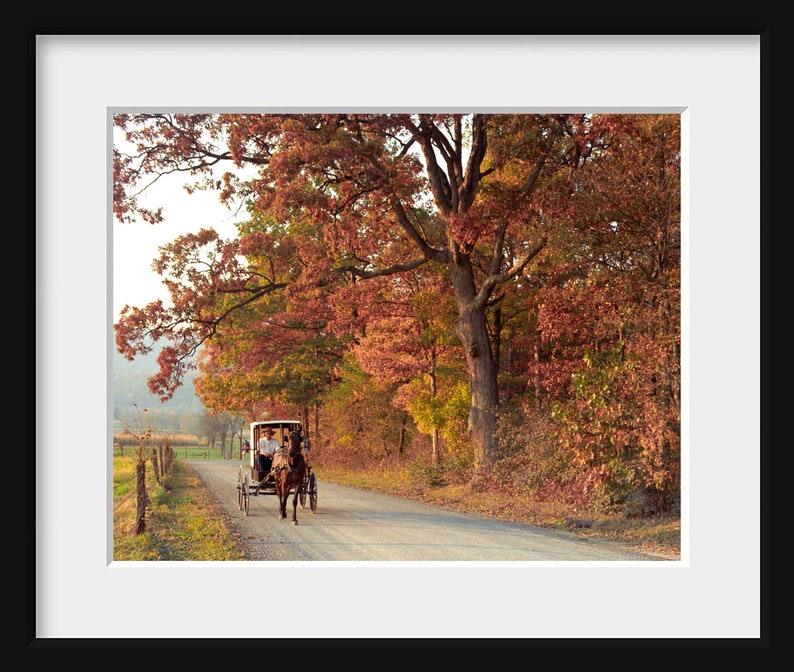 Amish Photography, “framed in Foliage” Amish Print, Fine Art Print ...