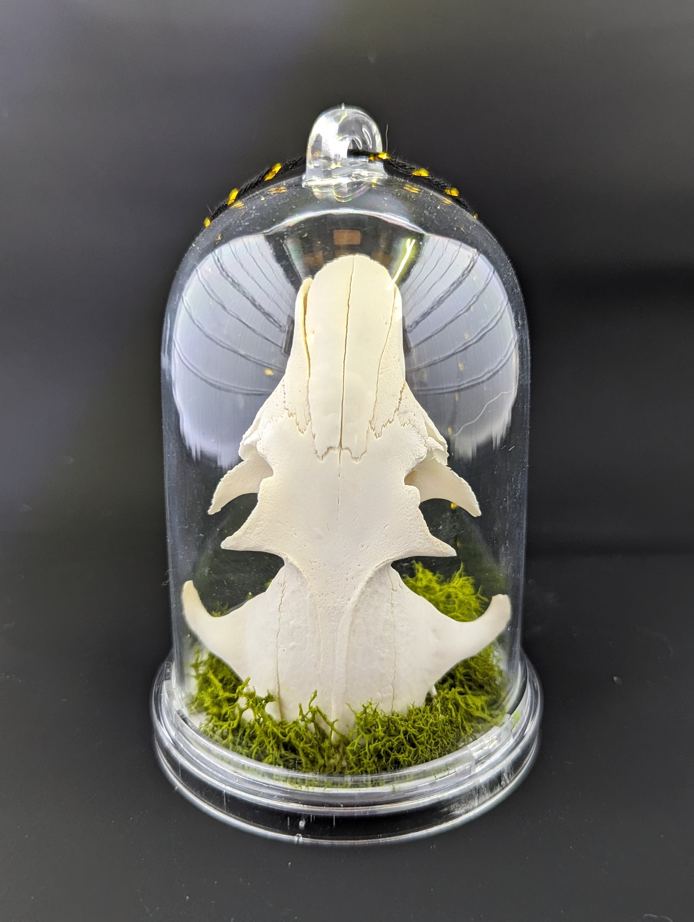 Skull Jaws & Mummified Legs Oddities Ornaments - Etsy