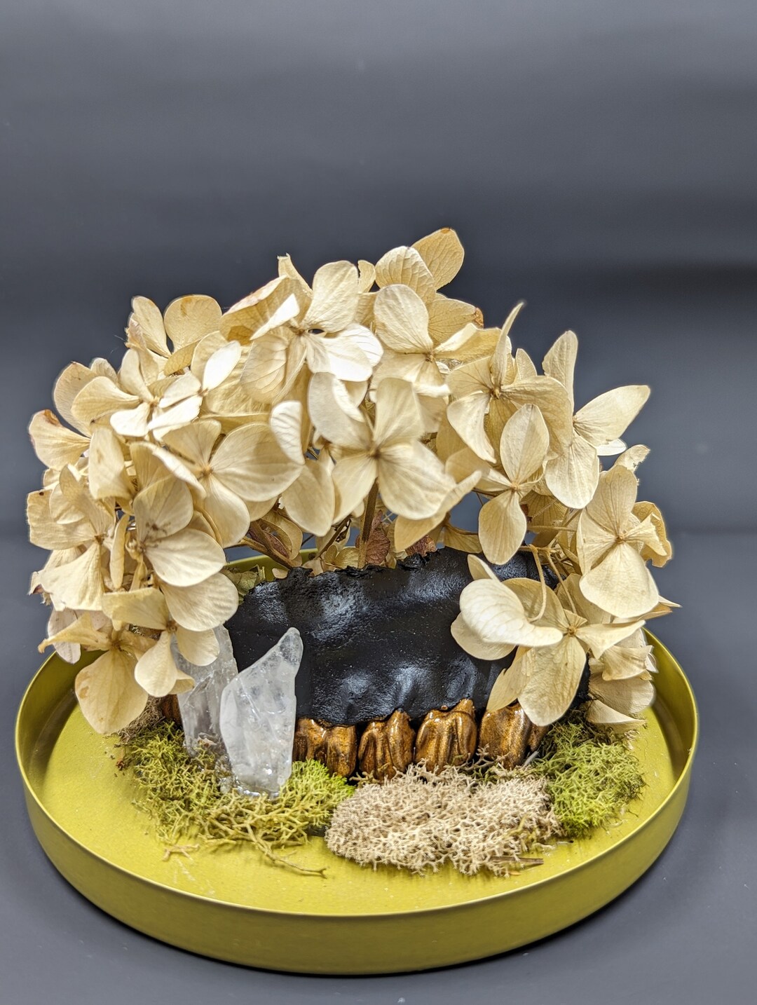 Deer Partial Jaw Cloche Display - Etsy