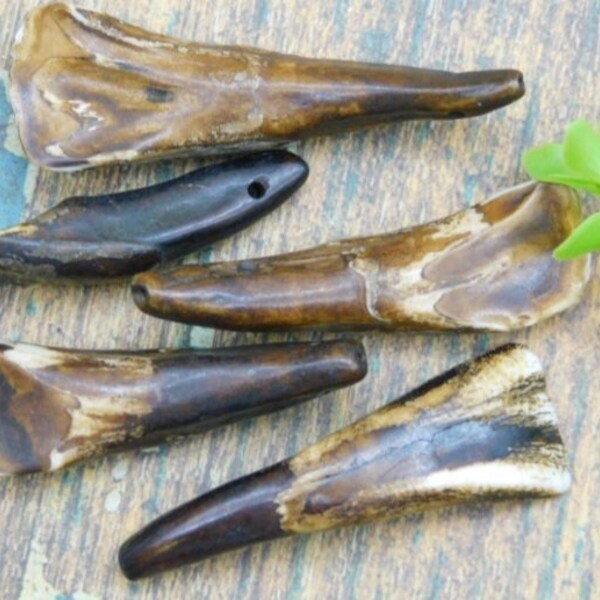 Buffalo Teeth - Etsy