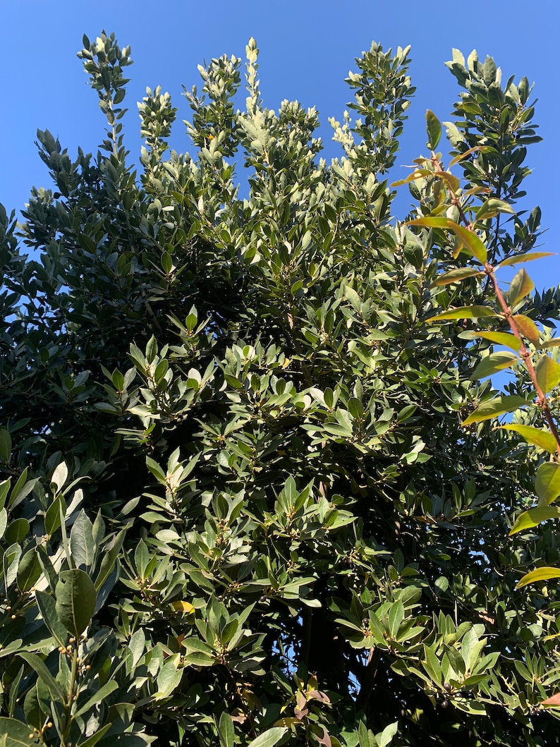 Fresh Bay Leaves - Whole Green, Picked Day of Shipping | Laurus Nobilis ...