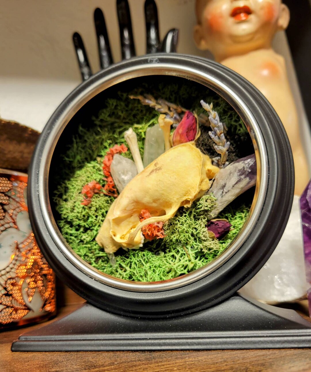 Mink Skull Curio Diorama - Etsy