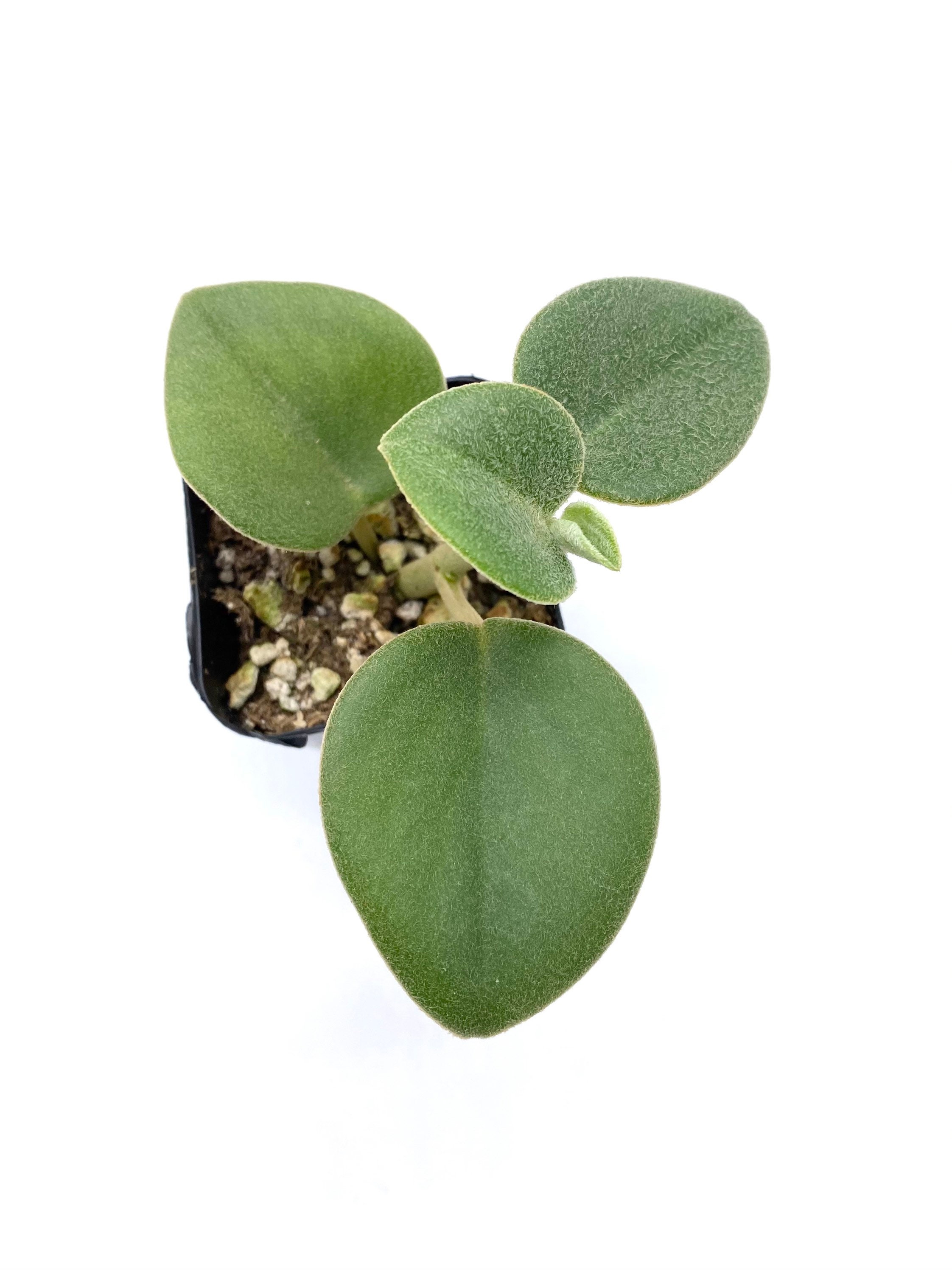 Peperomia Incana - Etsy