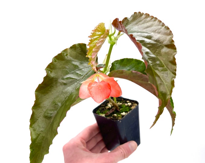Angelwing Begonia ‘torch’ - Etsy